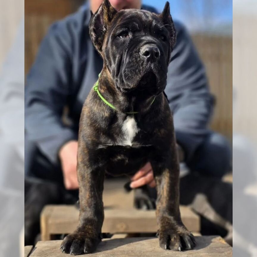 Кане-корсо, щенок