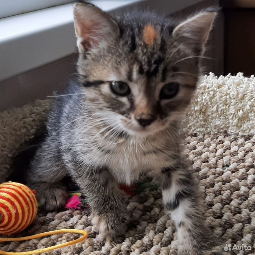 Ласковой кошечке нужен заботливый дом