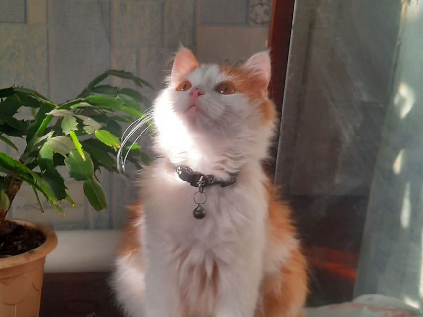 Кошка в хорошие руки