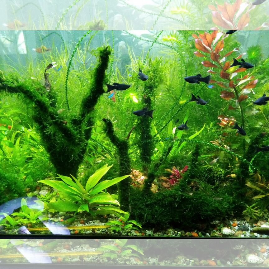 Растения для аквариума