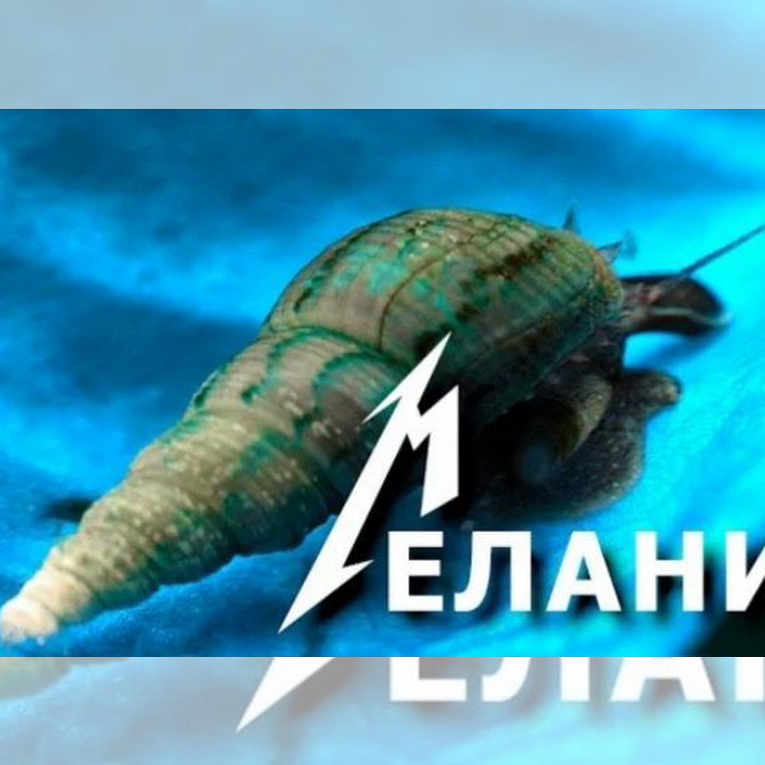 Улитка милания аквариумная