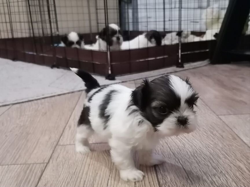 Щенки ши-тцу