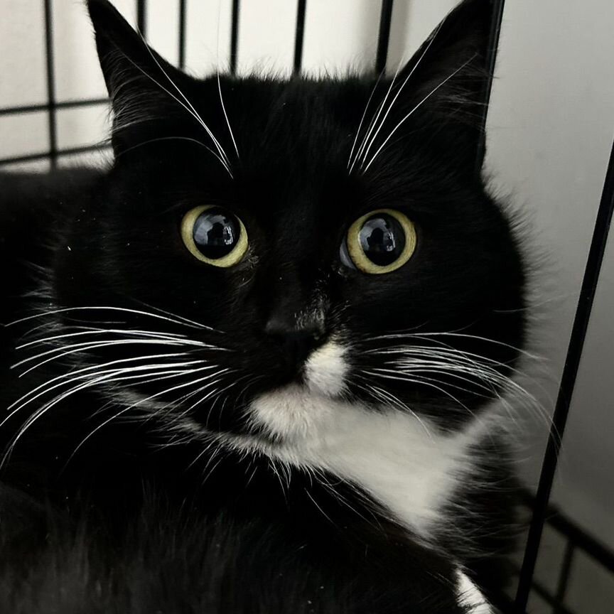 Котенок Фиона ищет дом