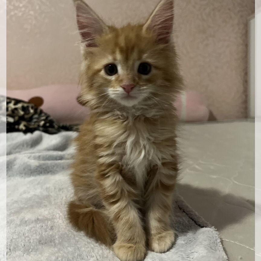 Мейн-кун котёнок