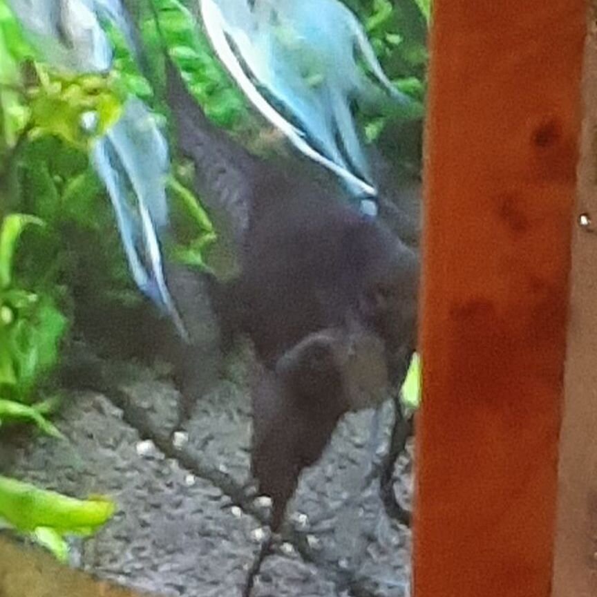 Скалярия вуалевая