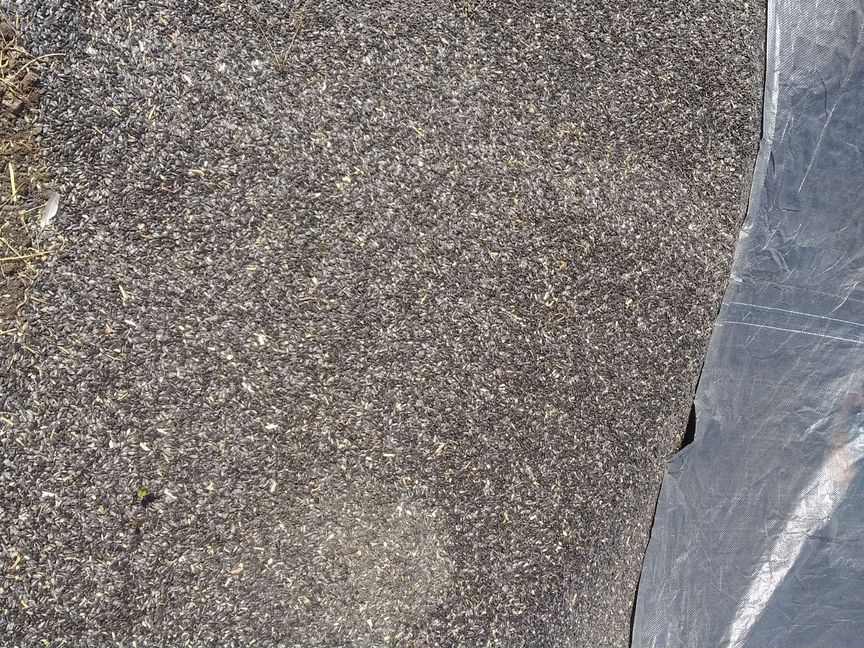 Семечки подсолнечника с повышенной кислотностью