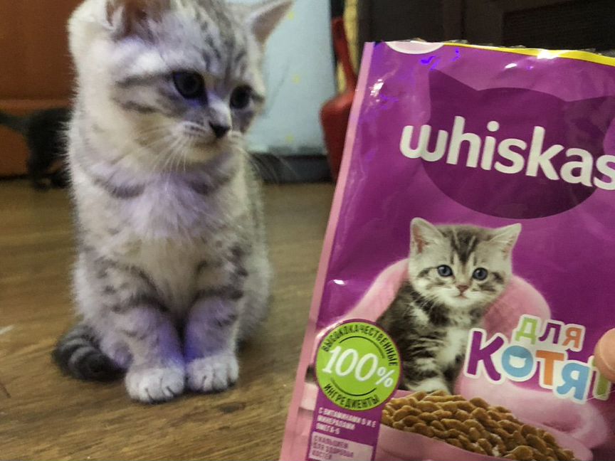 Котёнок с рекламы вискас