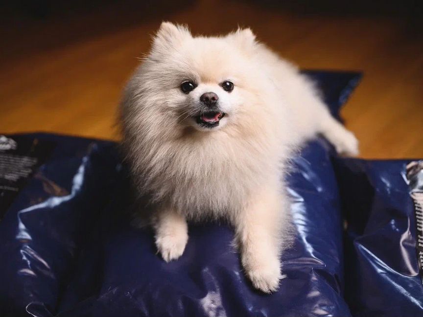 Корм для собак 2кг Дикий "Индюк"