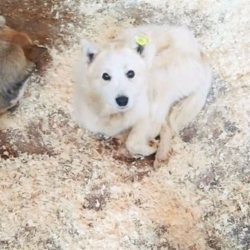 Белая собачка в добрые руки бесплатно