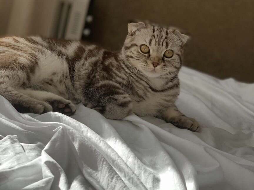 Шотландский кот вязка