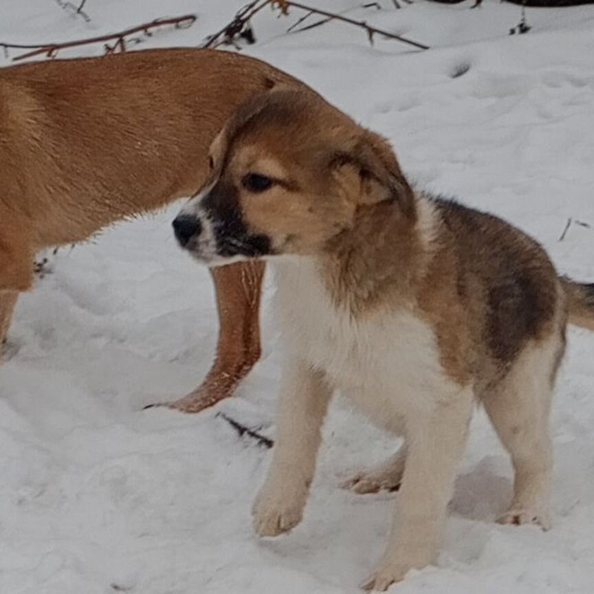 Щенкам нужен дом