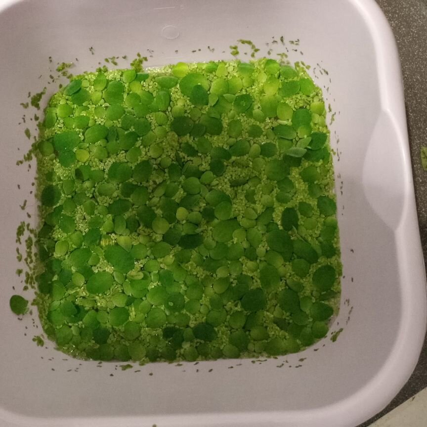 Отдам растение в аквариум и декорацию и сачок