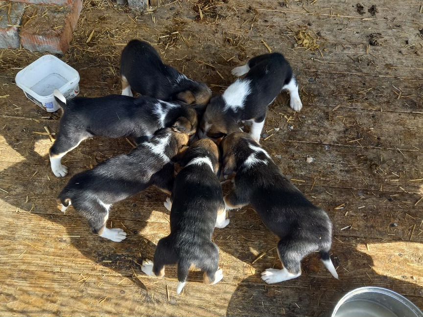 Щенки эстонская гончая