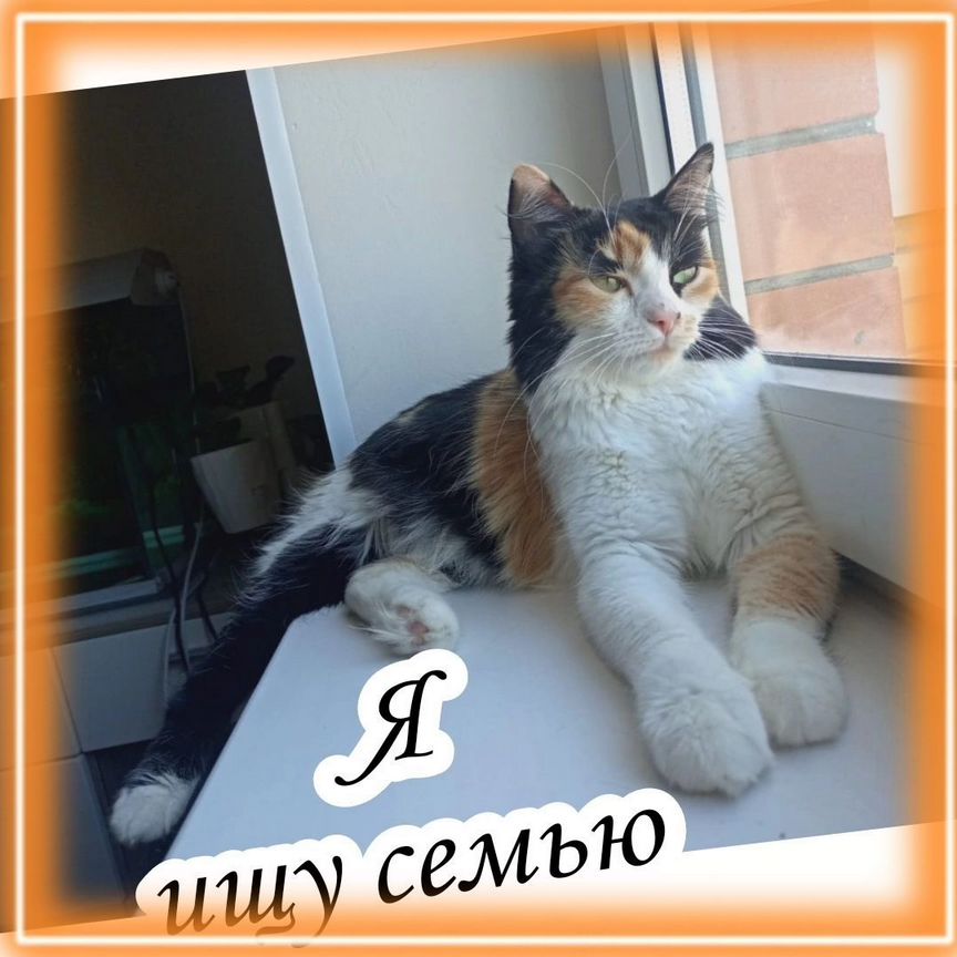 Красивая кошечка ищет семью
