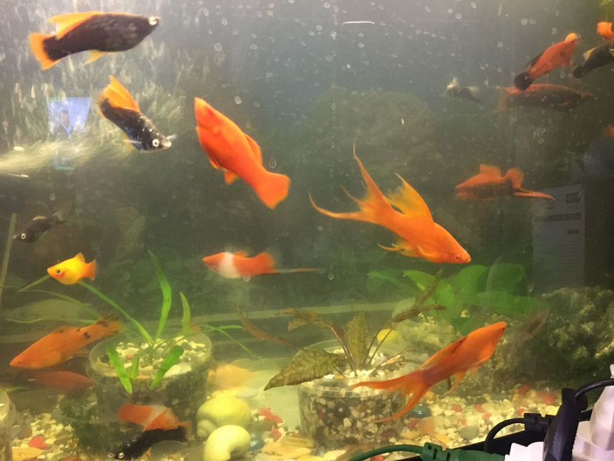 Меченосцы,Пицелия, Сомики,Растение