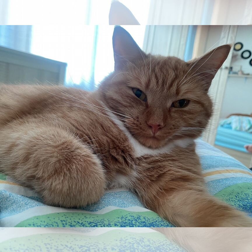 Взрослый кот в добрые руки