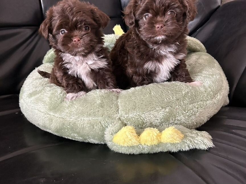 Luxury baby мальтипу