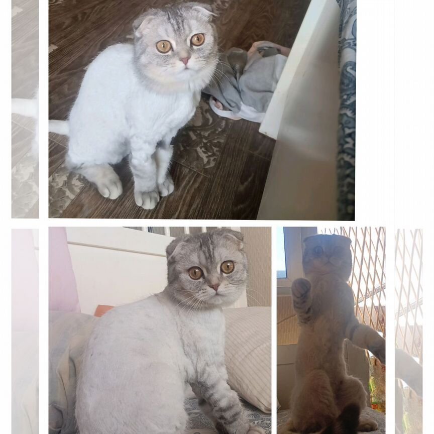 Отдам кошечку в добрые руки