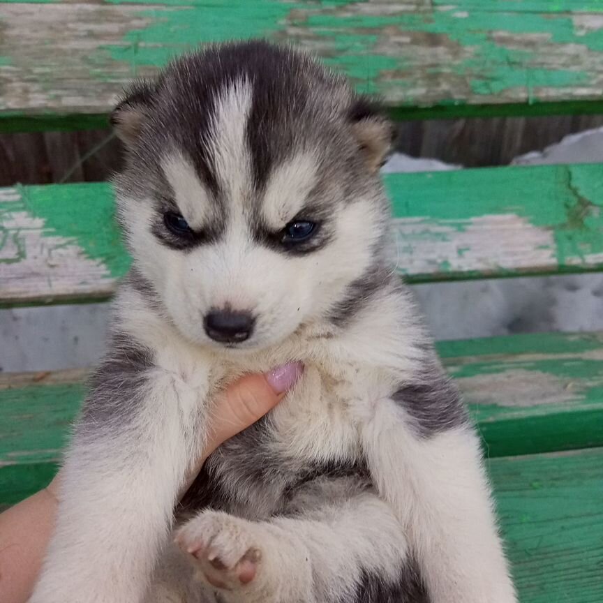 Щенки сибирской хаски