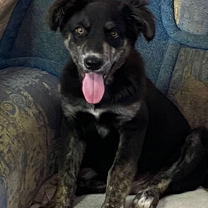 Собака щенок бесплатно