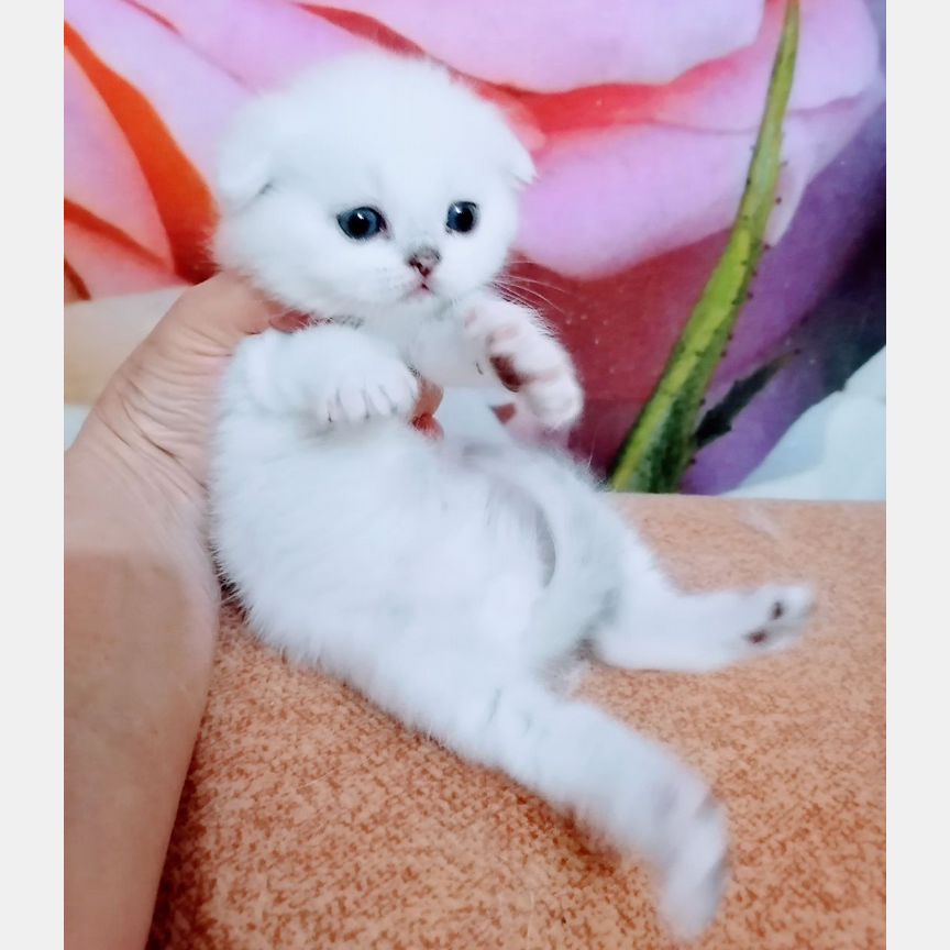 Мальчишки фолды голубоглазые