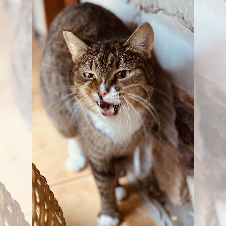 Кошка Рита