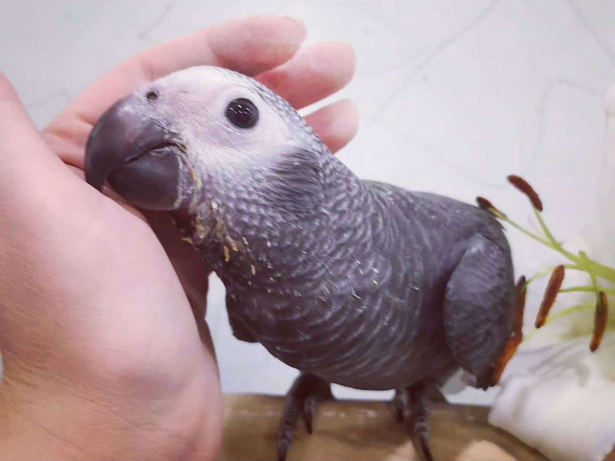 Ручной попугай говорящий