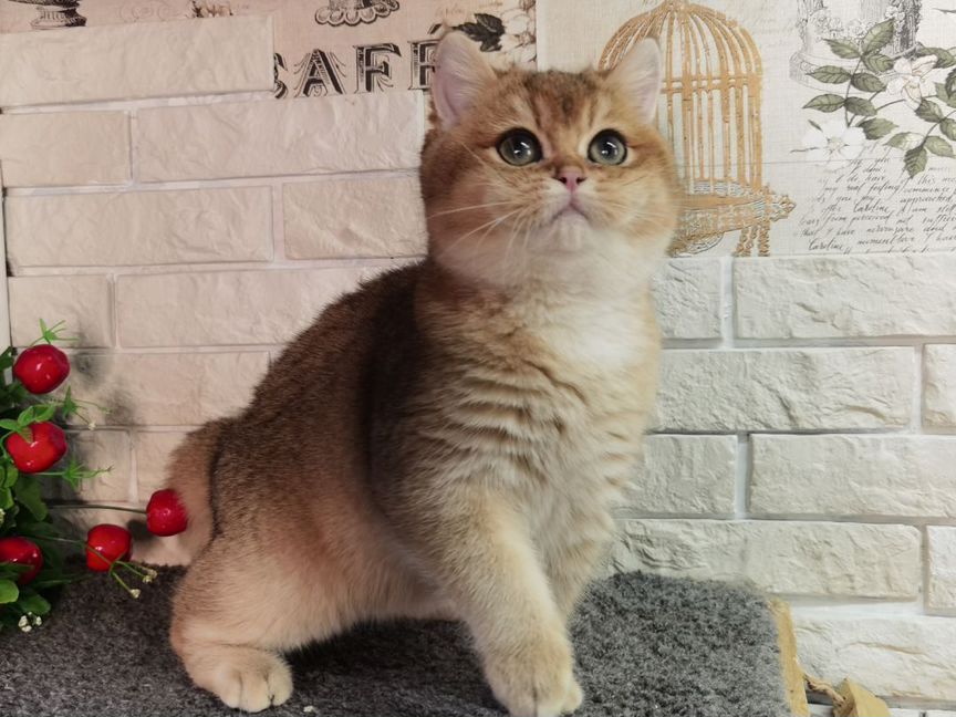 Шикарный британский мальчик