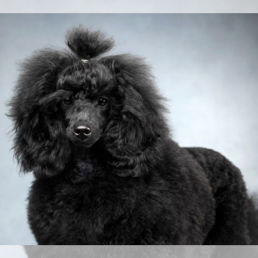 Пудель, щенок