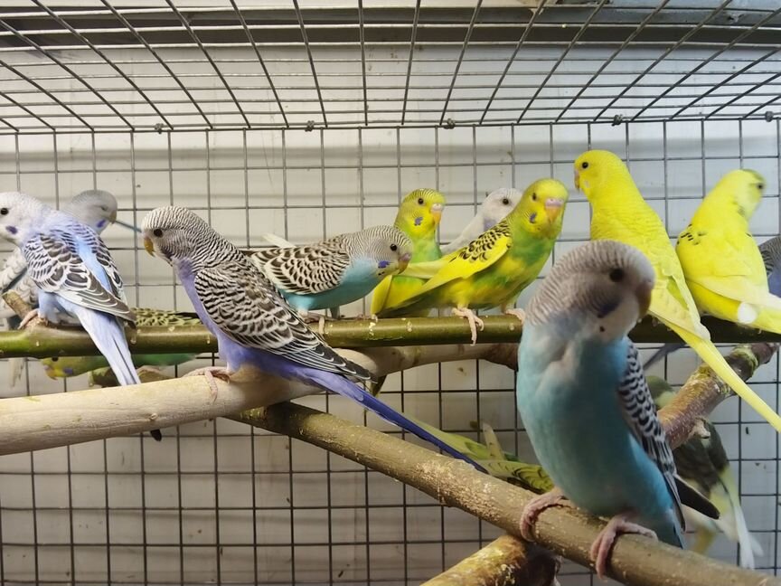 Попугай птенчики 2мес