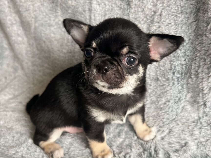 Мальчик чихуахуа в добрые руки в коби типе. РКФ