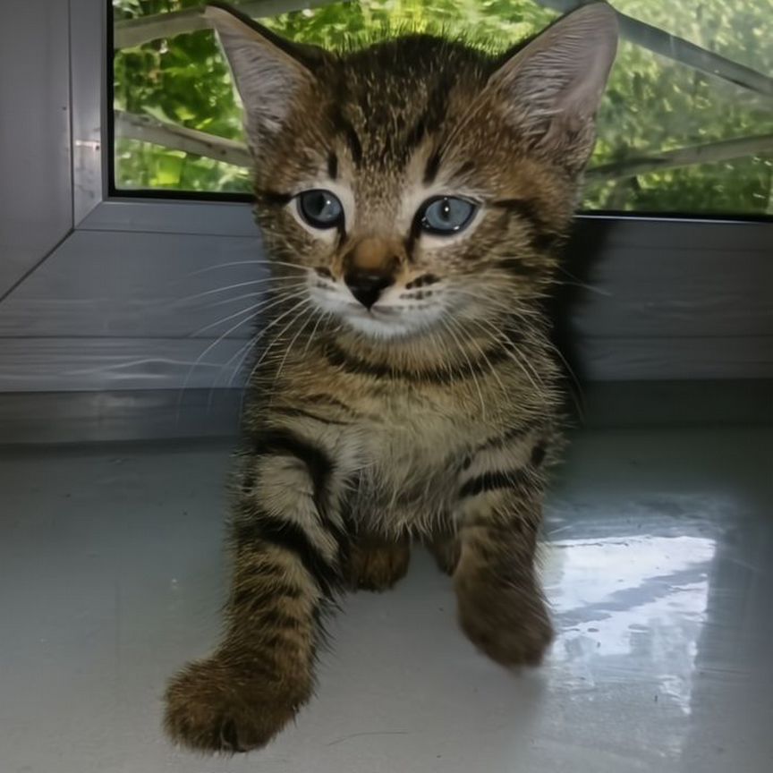 Британский короткошёрстный котёнок