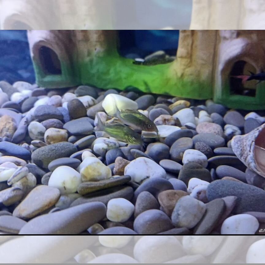 Сомы коридорасы,изумрудные