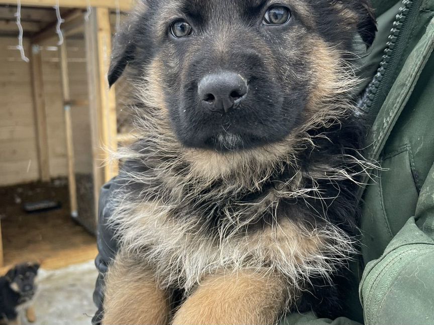 Щенки немецкой овчарки