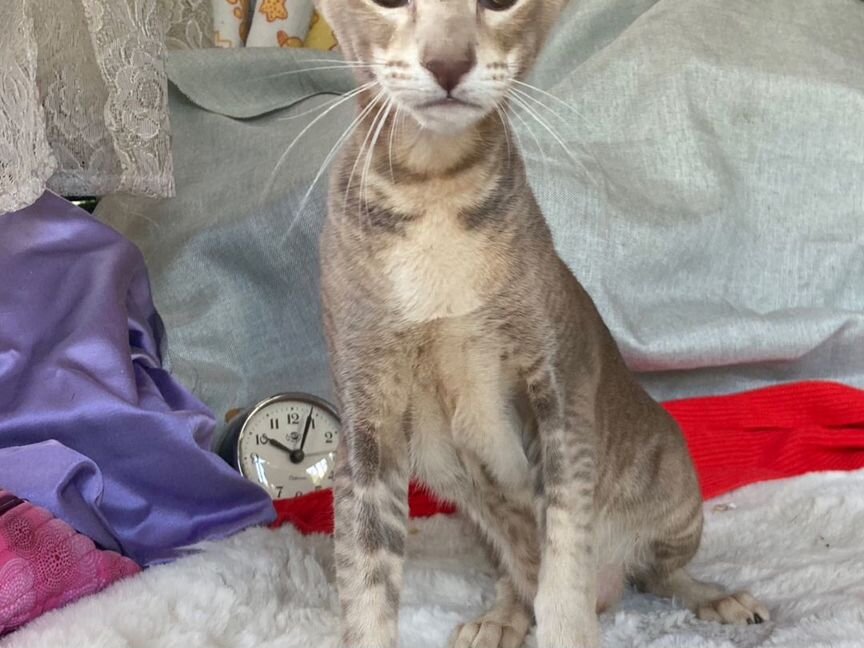 Ориентальный котик лиловый тиккинг