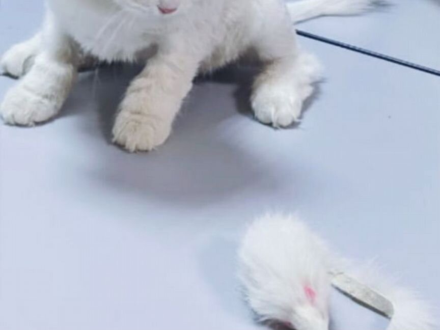 Кошка