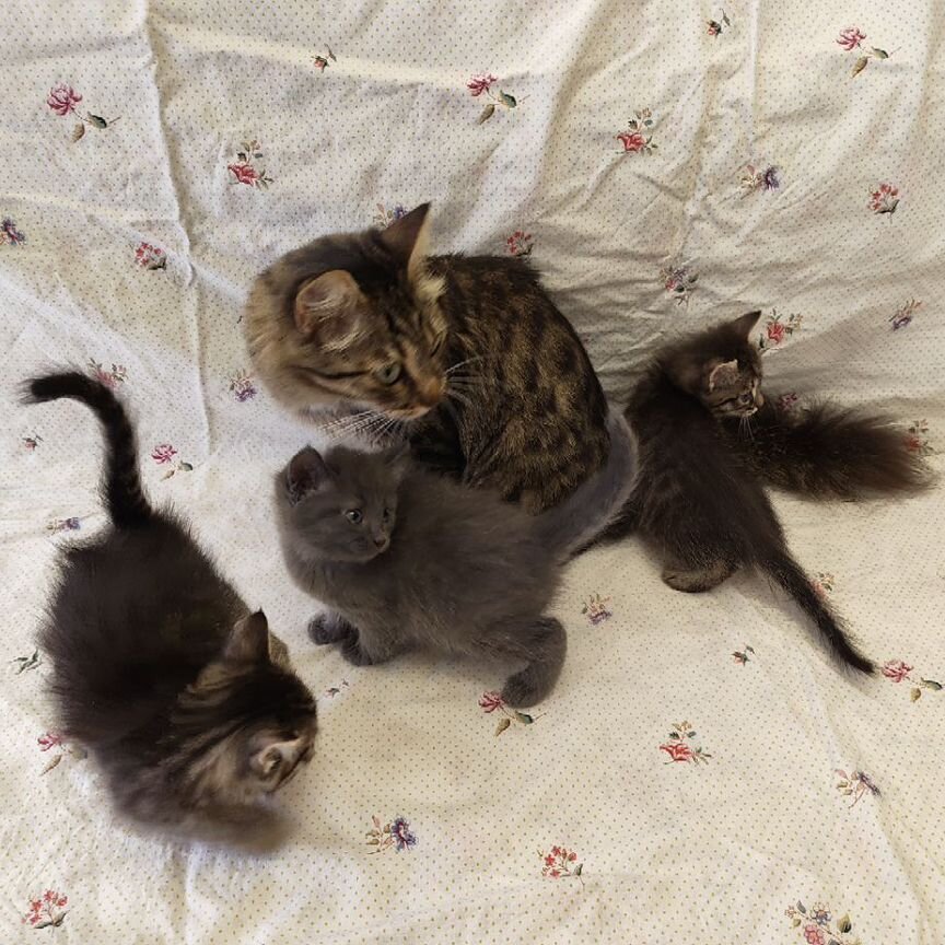 Котята