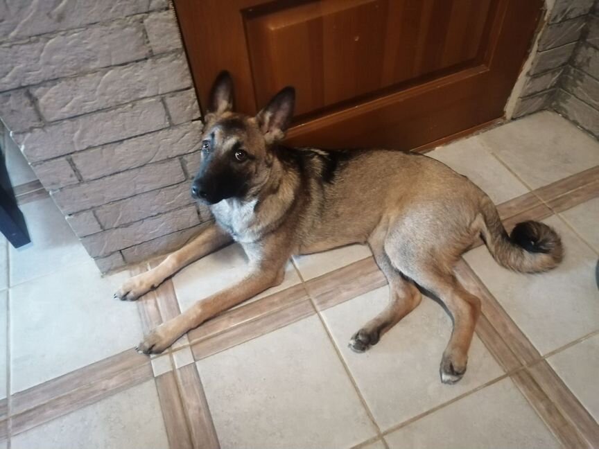 Собака в добрые руки щенок 6 мес