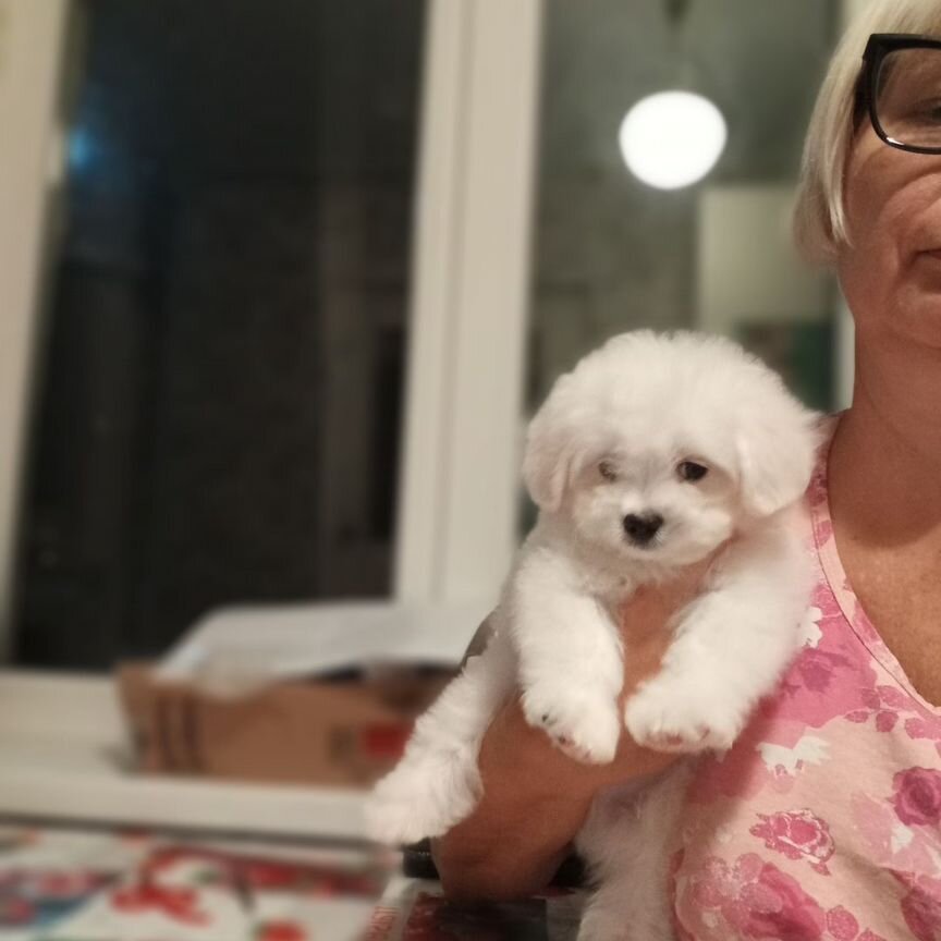 Мальтипу f1 мини