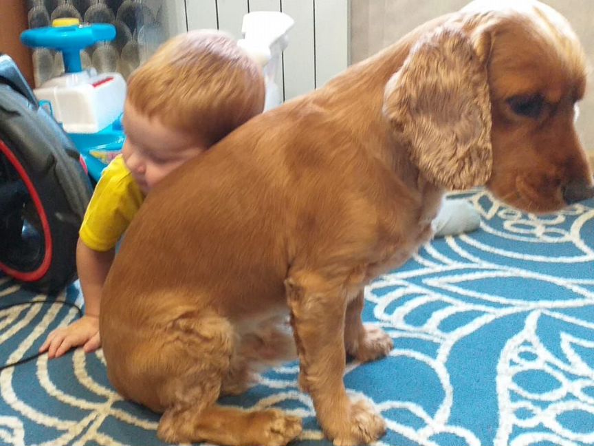 Оскар в добрые руки