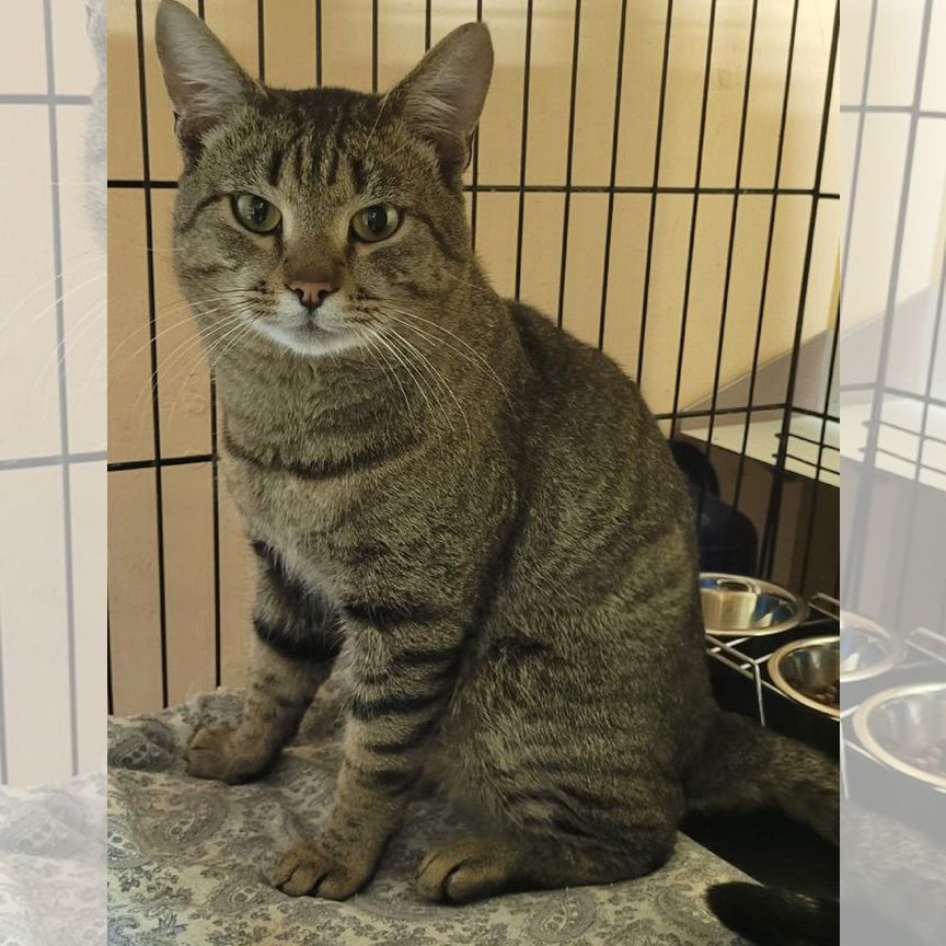 Взрослый кот в добрые руки