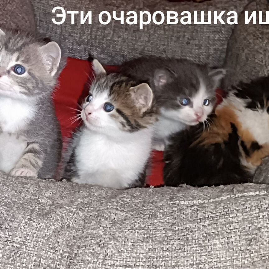 Котята в добрые руки бесплатно