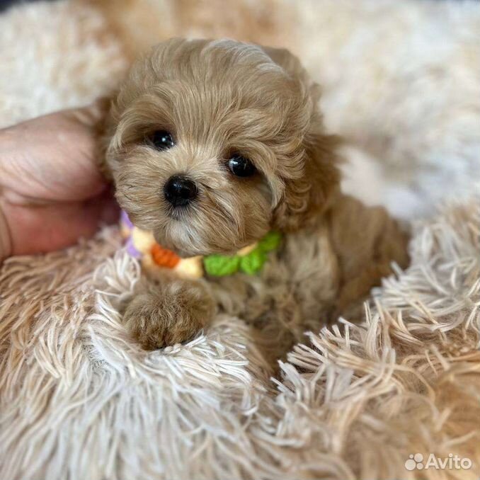 Очаровашка Мальтипу F1 Мини