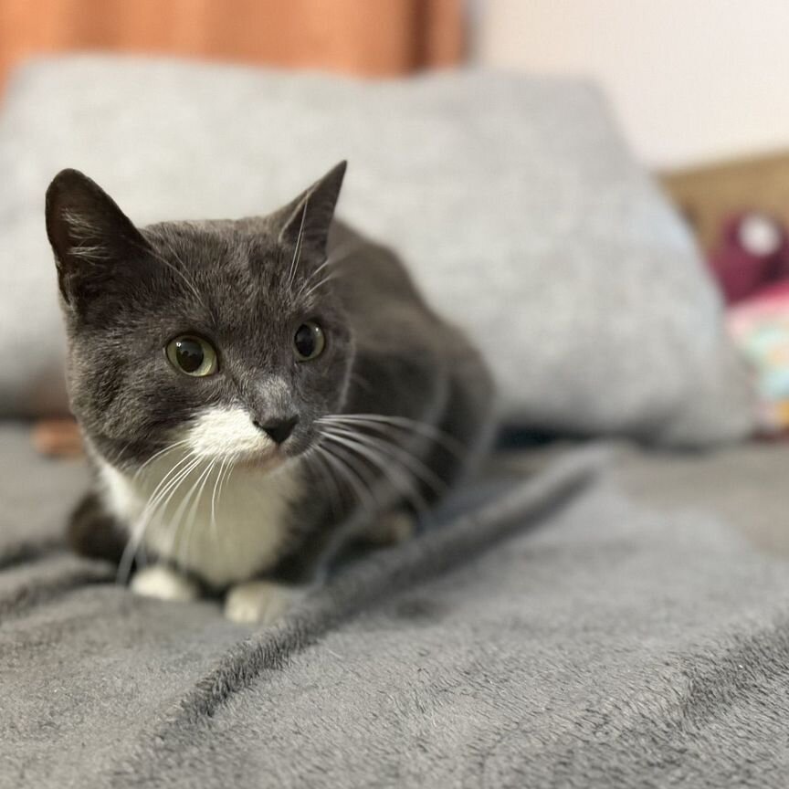 Взрослая кошка в добрые руки