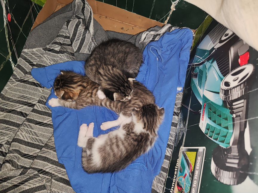 Шикарные котятки от родителей мышеловов