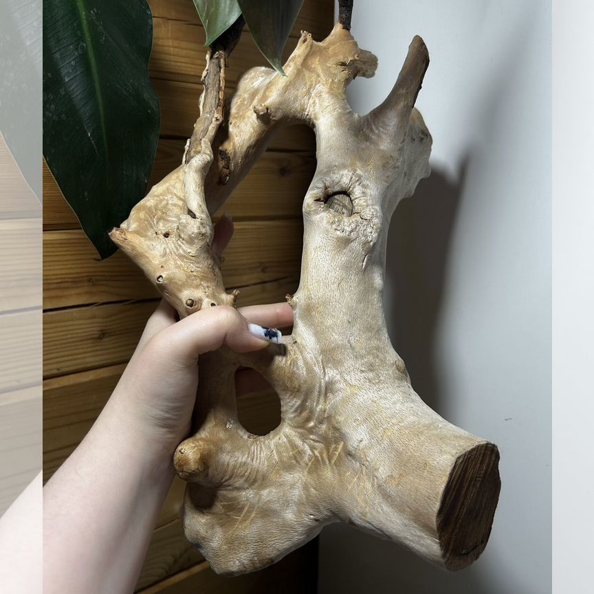 Коряга в террариум