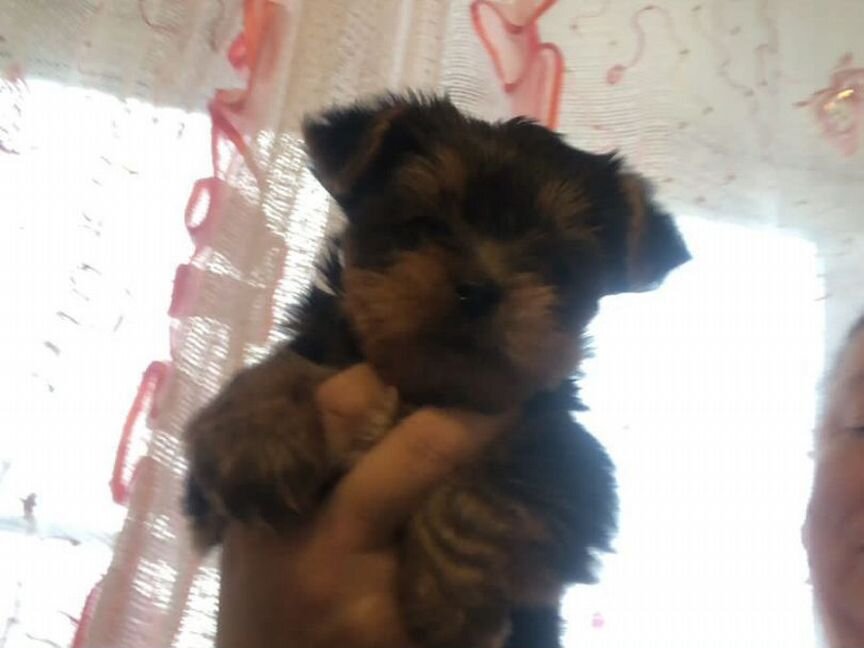 Йоркширский терьер