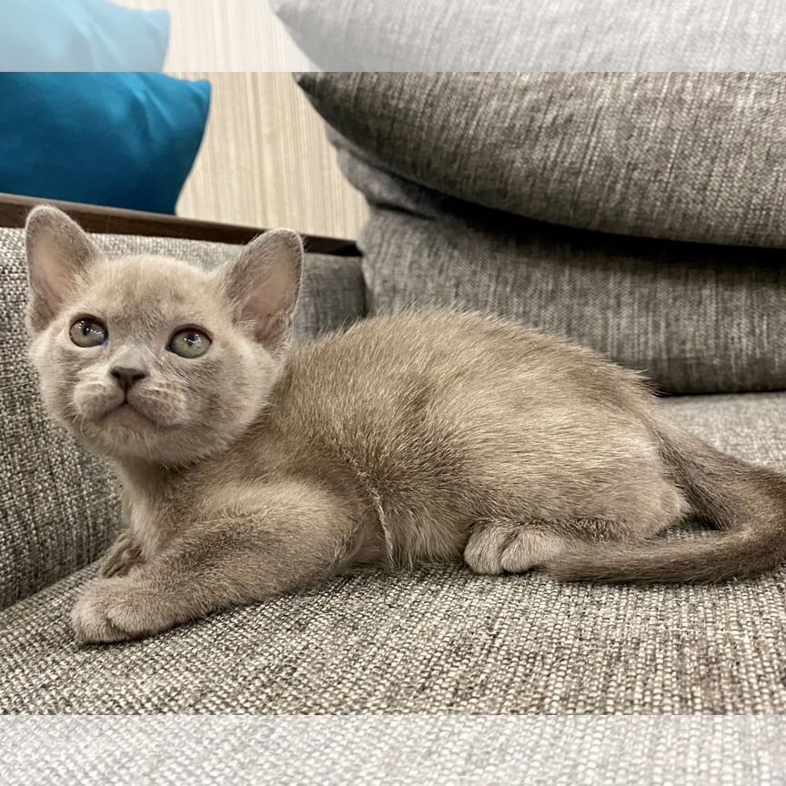 Бурманский мальчик голубого окраса