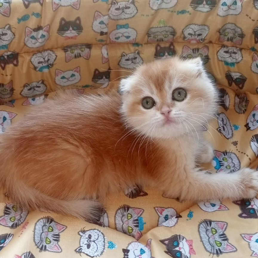Шотландский вислоухий короткошёрстный котёнок