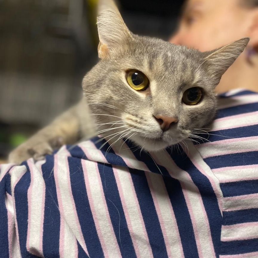 Кот Атос 1,5 года в добрые ручки